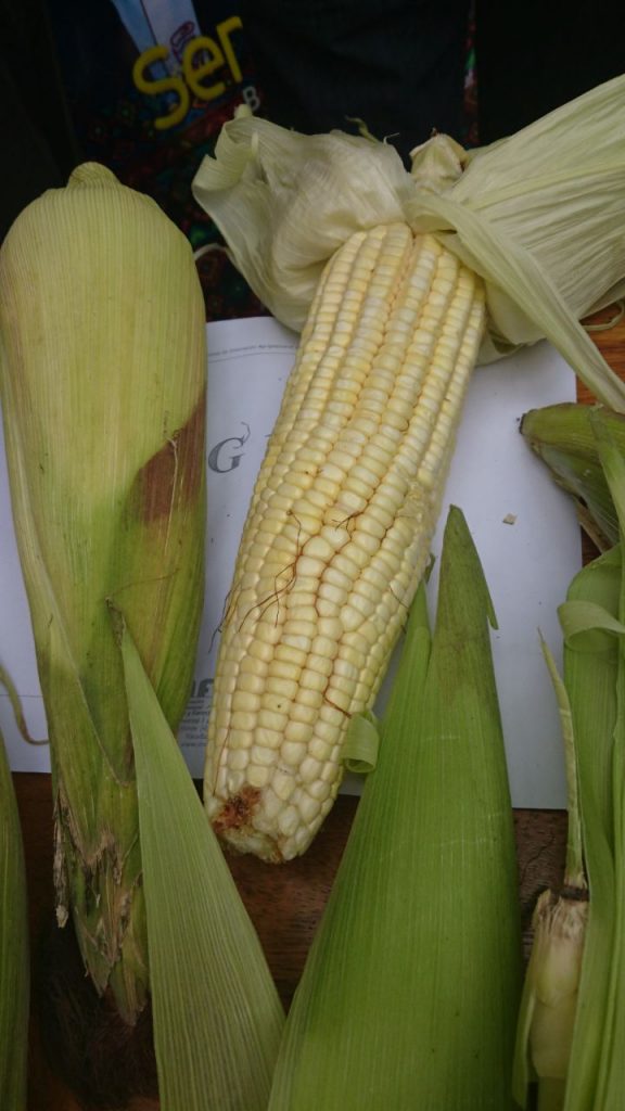 Iniaf presenta en Tarija dos nuevas variedades de choclo con el doble ...