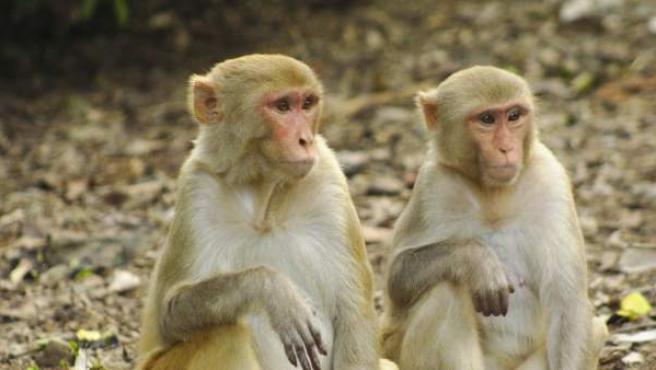 Mono-Macaco-rhesus | La Voz de Tarija