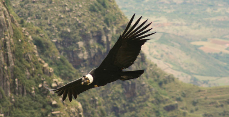 Policía de Tarija investiga caso de biocidio en Yesera Sud donde perros ...