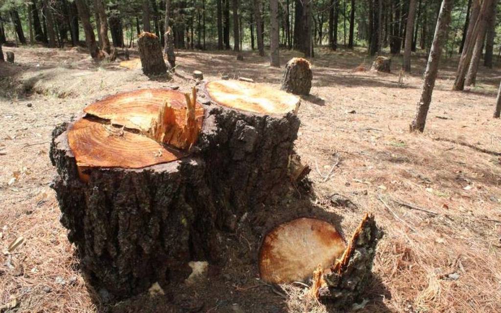 Un estudio alertó sobre el aumento en el ritmo de la desaparición de ...