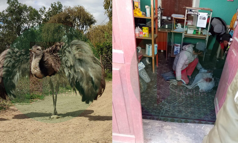 Ñandú atropellado está recibiendo todos los cuidados necesarios en el ...