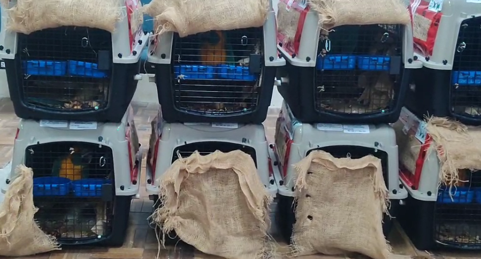 Repatrian desde Canadá a ocho parabas Barba Azul que están en peligro ...