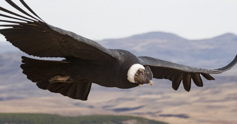 Senado de Bolivia sanciona Ley de Protección y Conservación del Cóndor ...