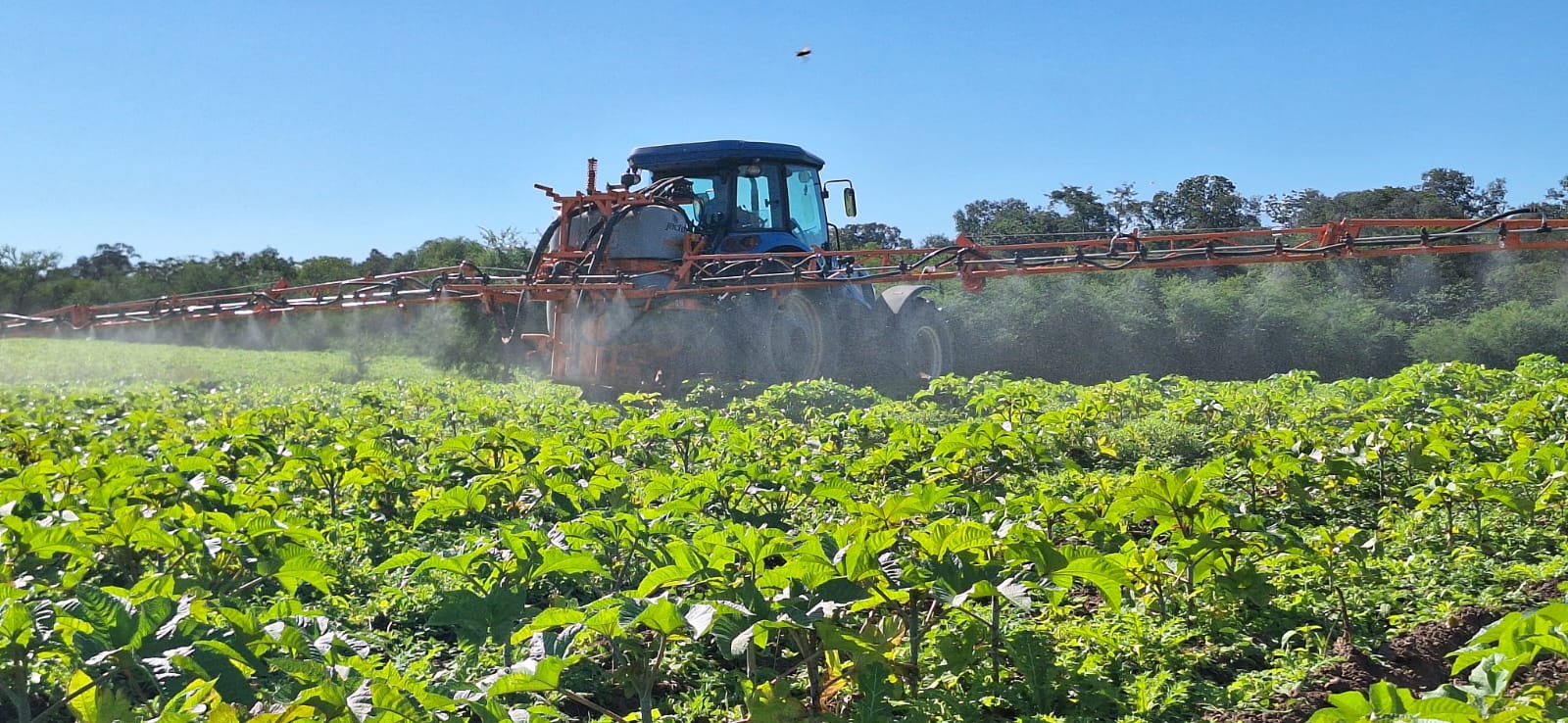 En Tarija mejoran productividad y calidad del macororó mediante ...
